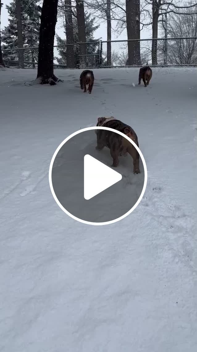 It's a snow day today🤍 - NewsBreak