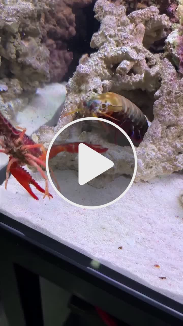Mantis shrimp have the world's strongest punch! 👊 - NewsBreak