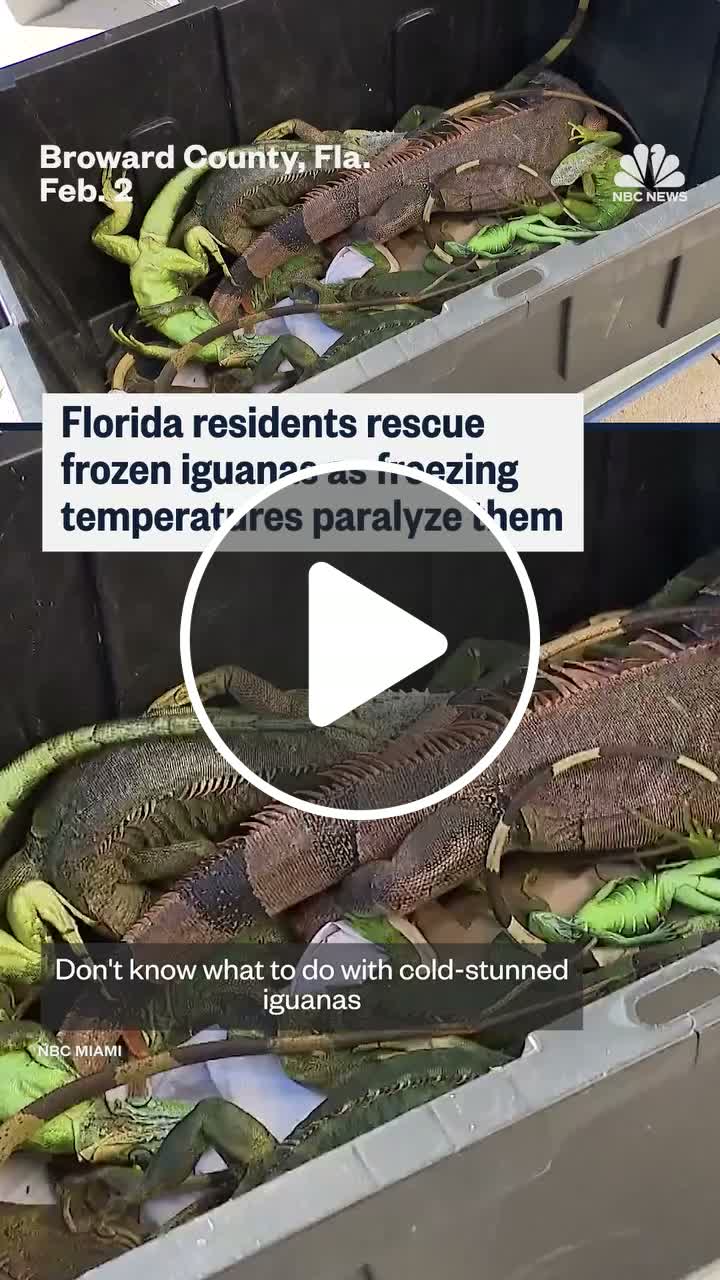 Florida residents rescue frozen iguanas as freezing temperatures ...