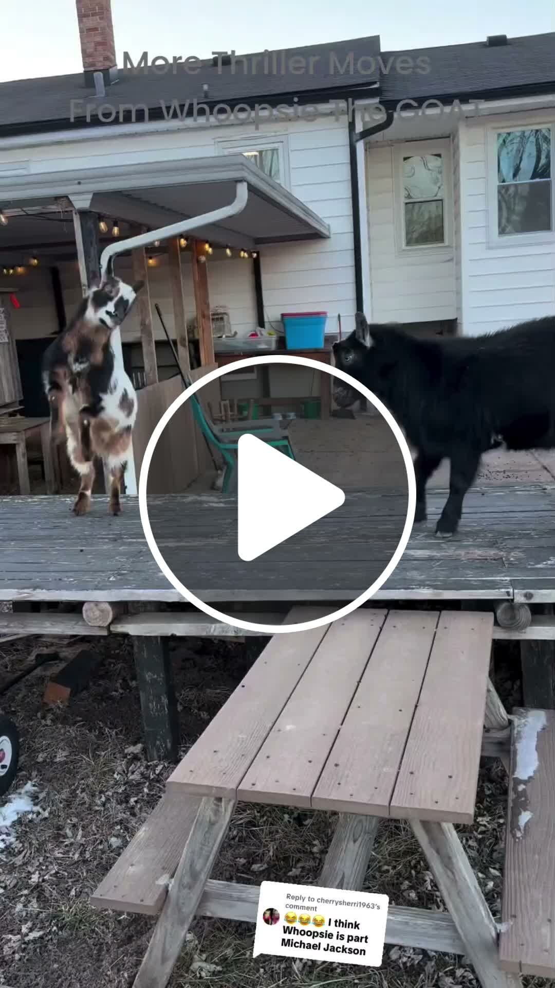 Whoopsie's thriller moves are too cute! Do you think she's a pro dancer ...