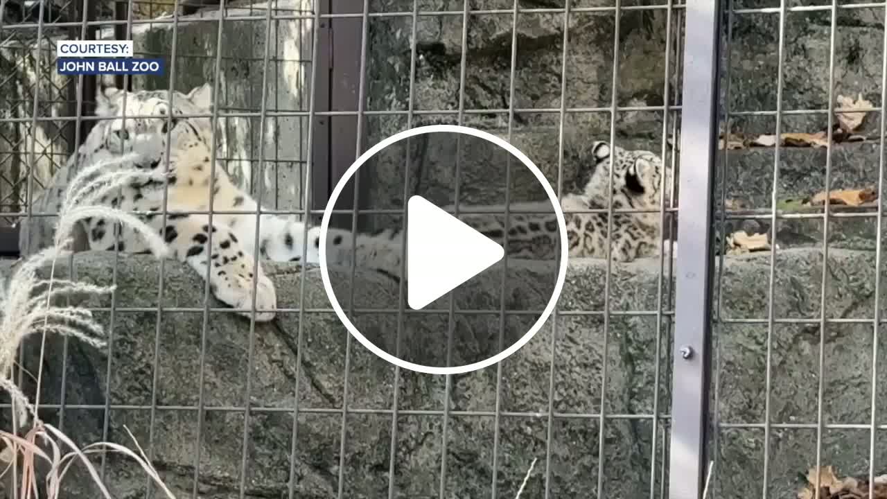 Snow Leopard cub makes public debut at John Ball Zoo - NewsBreak