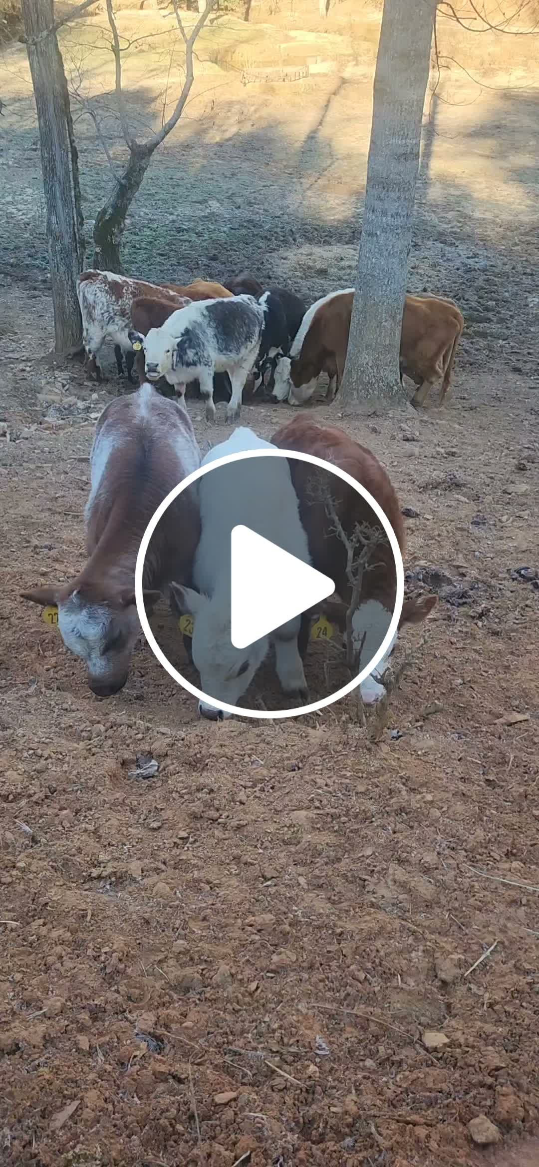 Three Shorthorn Plus steer calves under 6 weeks old 🐂 Follow ...