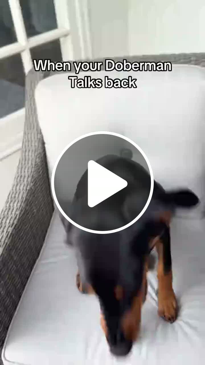 when your doberman talks back 🤣🤣🤣 - NewsBreak