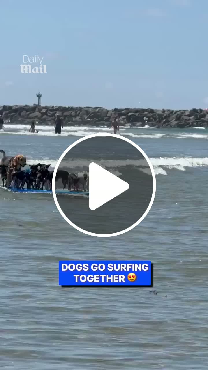Skilful dogs ride the waves together - NewsBreak