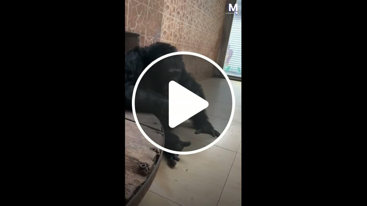 Clever chimp stuns zoo visitors by using nail clippers on its ...