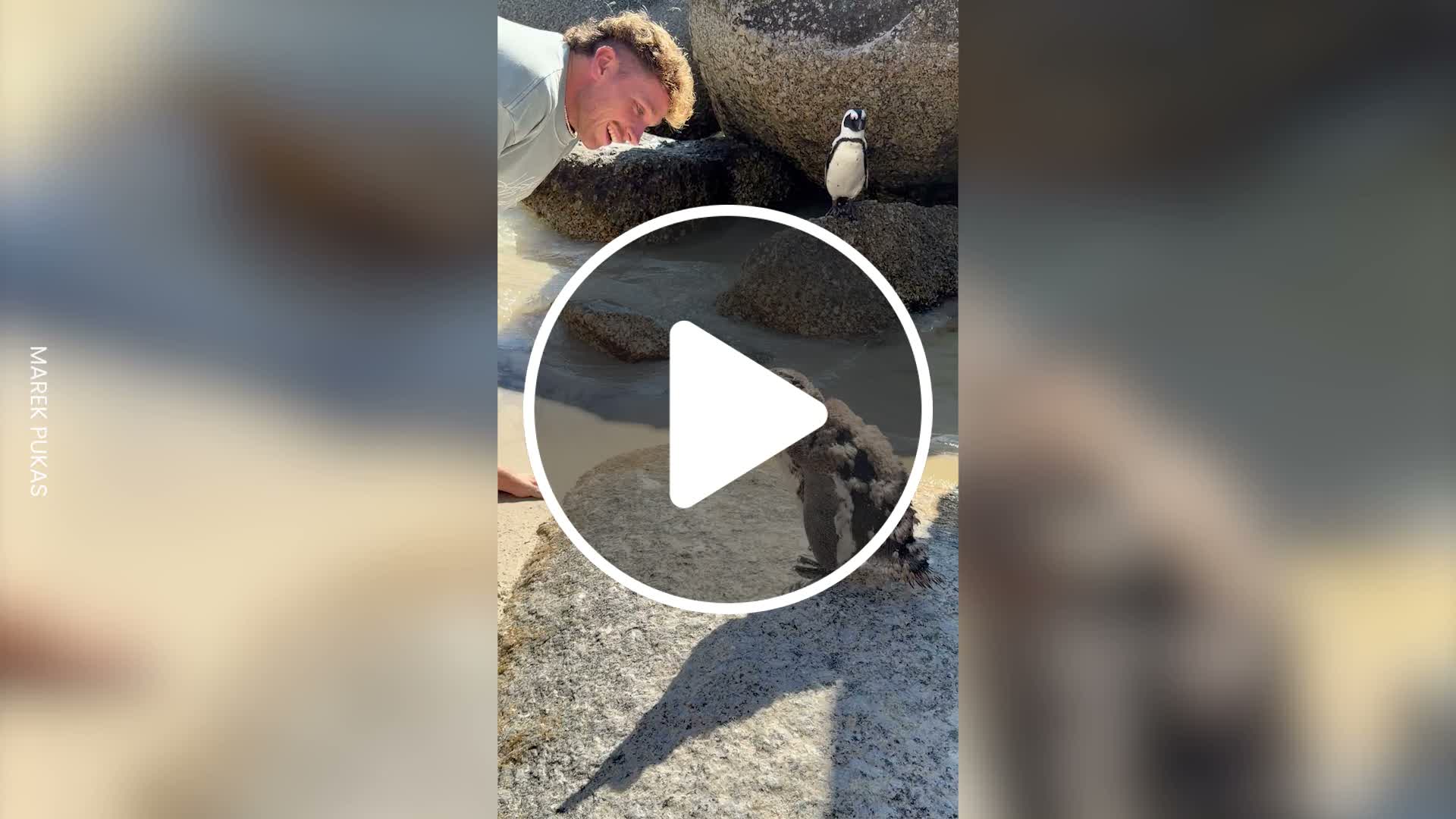 Teenage Penguin Comes to Say Hello - NewsBreak