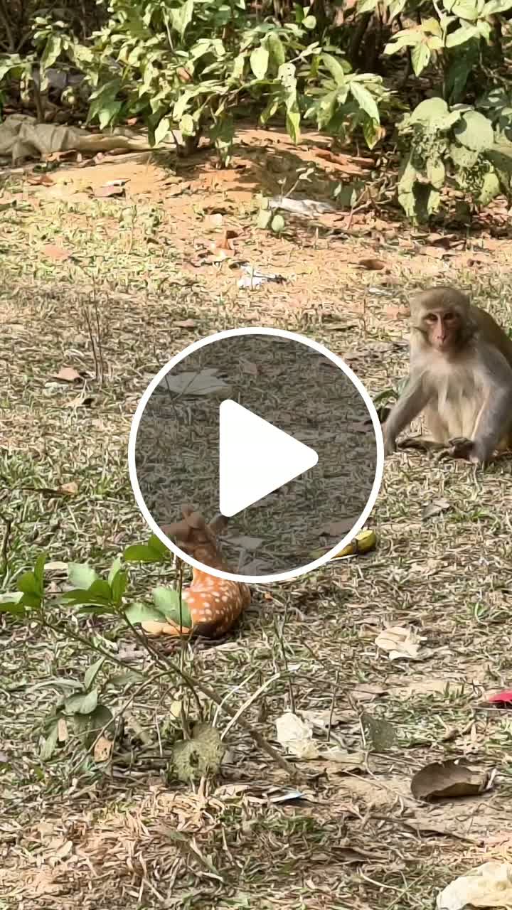 Monkey funny movement 😅 - NewsBreak