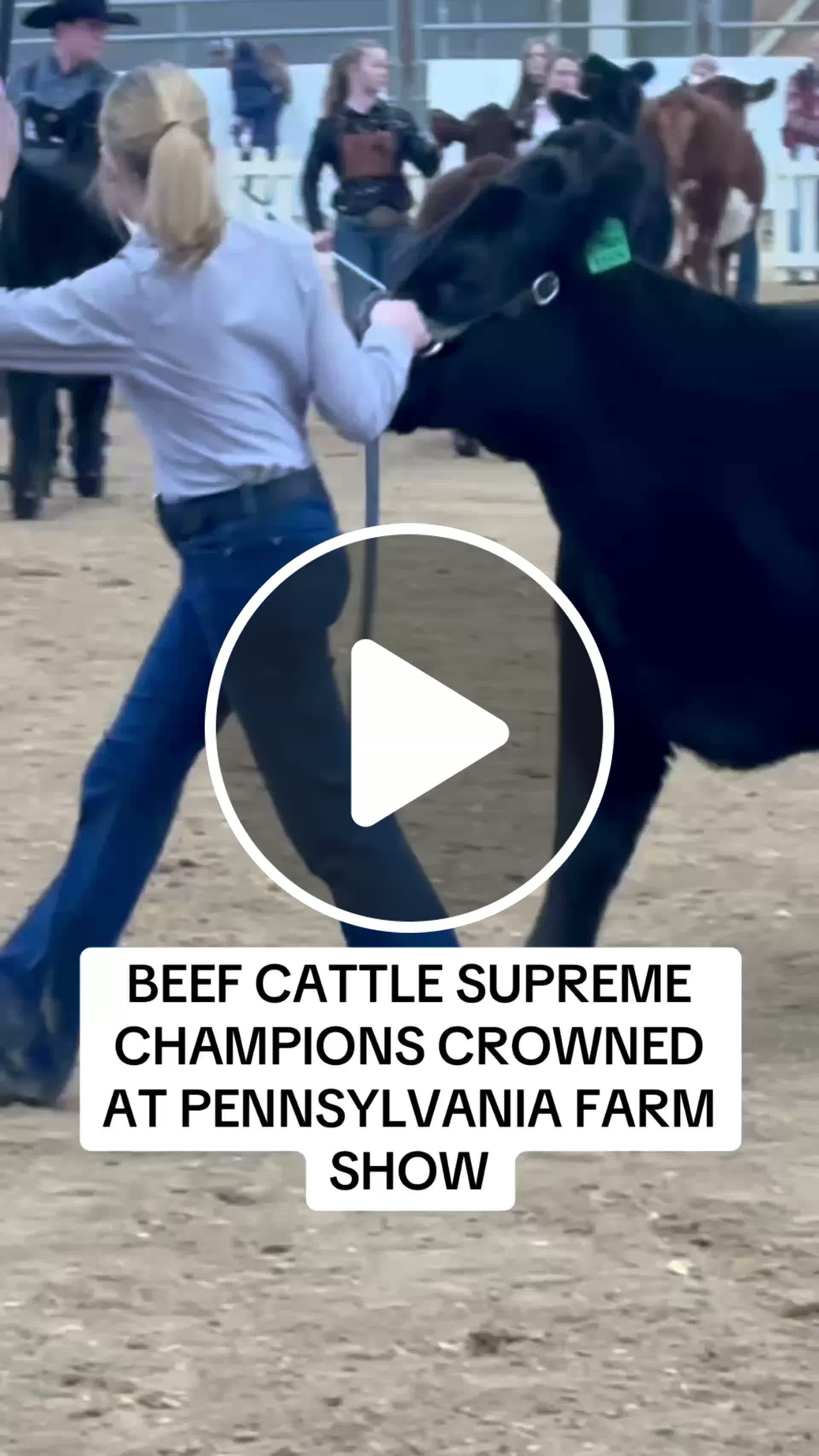 Beef cattle shown at Pennsylvania Farm Show - NewsBreak