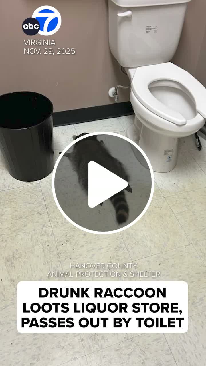 Video shows a raccoon going on a bender inside a Virginia liquor store ...