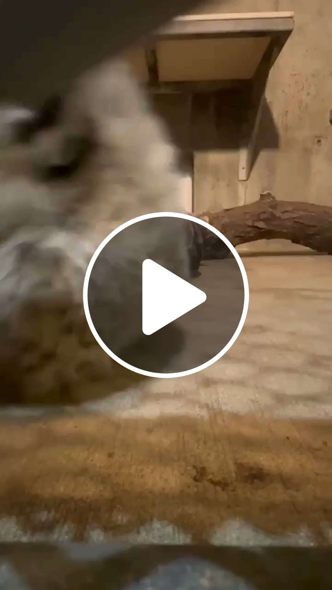 John Ball Zoo shares new video of Junie the snow leopard in her fuzzy ...
