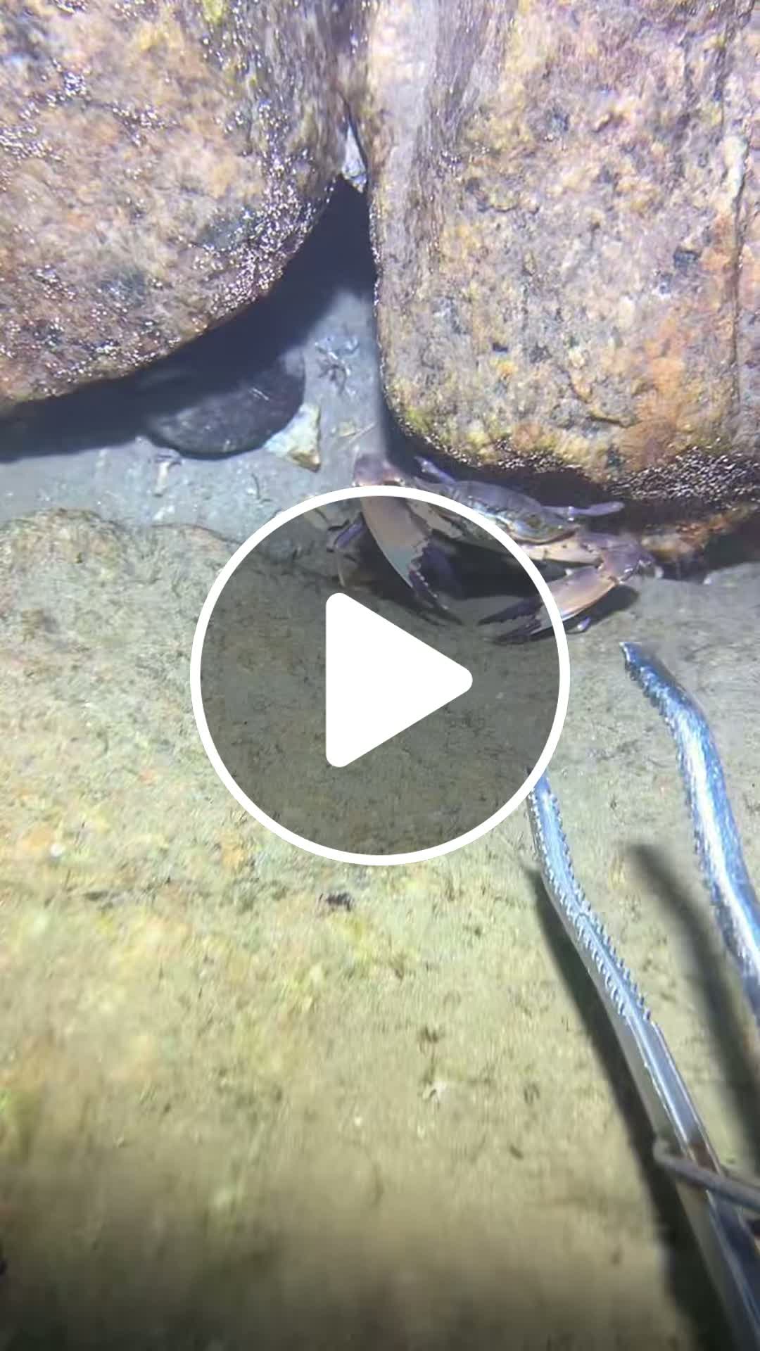 Treasure diving #ocean #diving #seafood #divingboard #fishing - NewsBreak