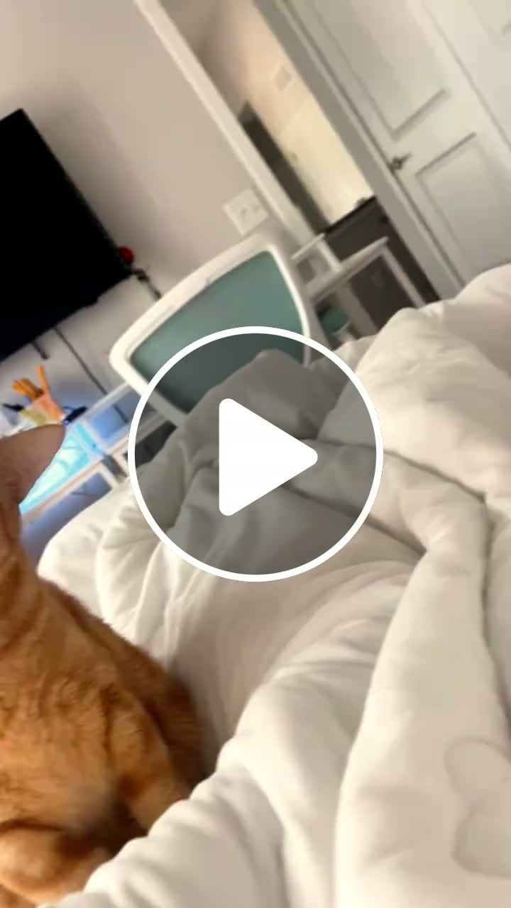 Orange cat behavior - NewsBreak