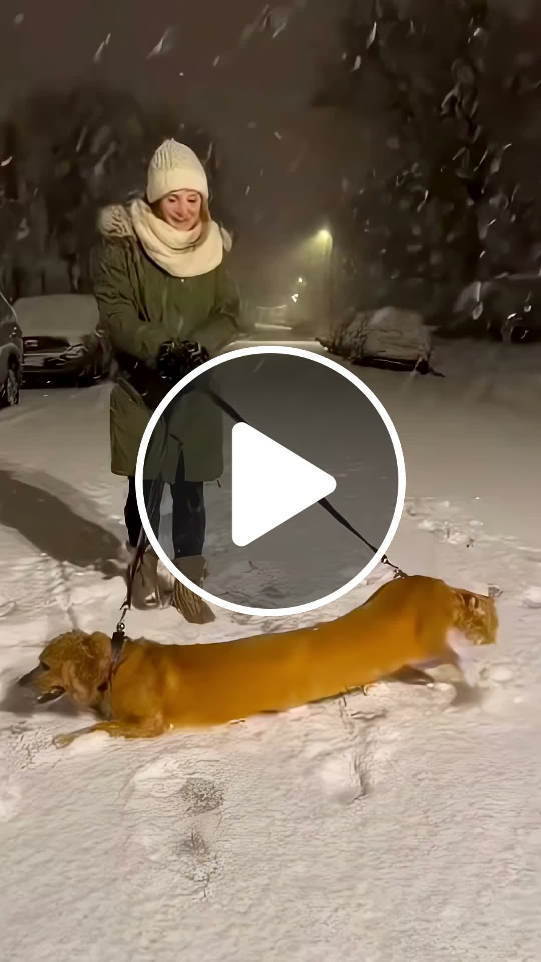 Catdog #catfunny #dogs #funny #ai #ytshorts - NewsBreak