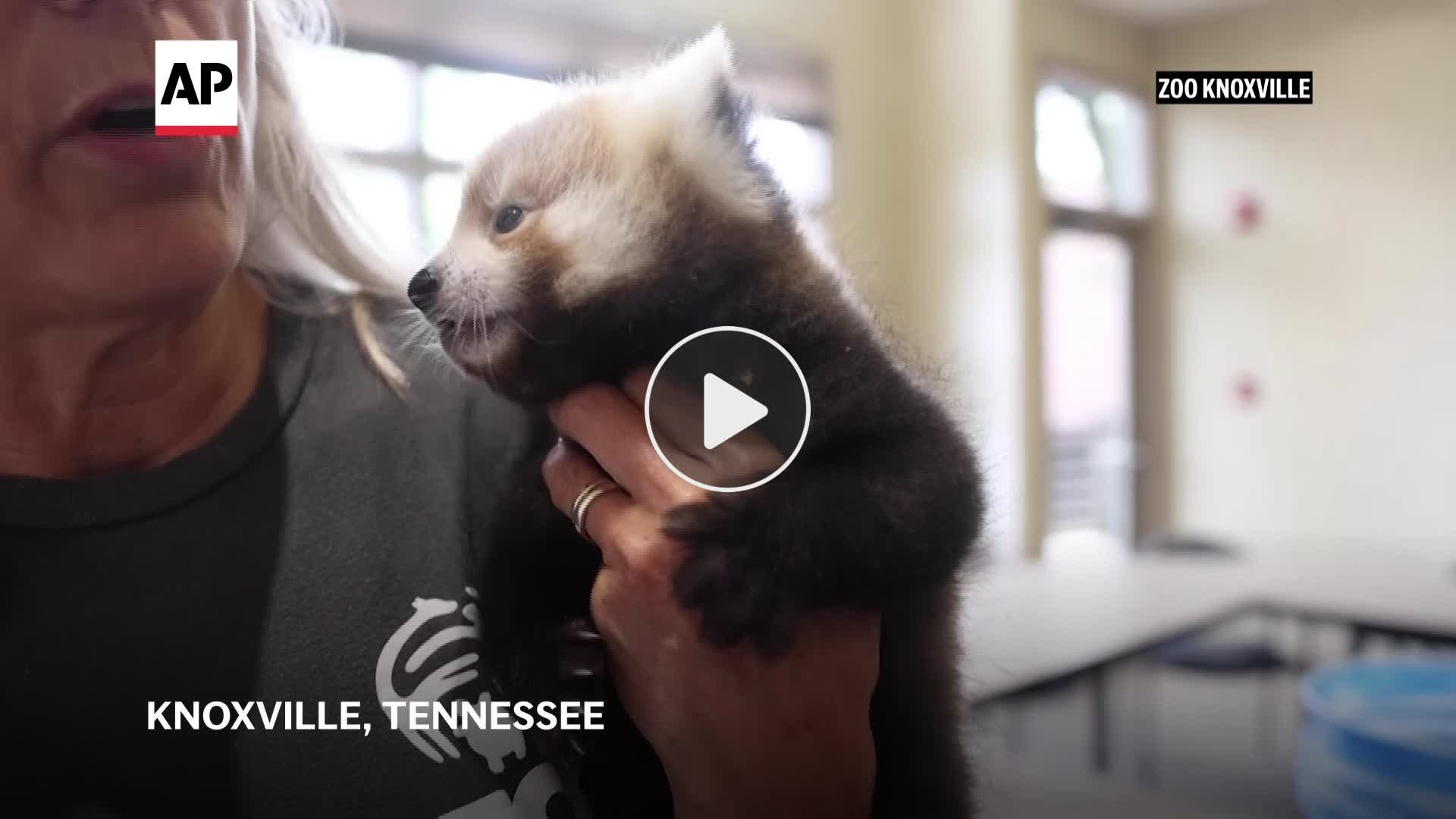 Too cute! Two red pandas that make "huff-quacking" noises born at ...