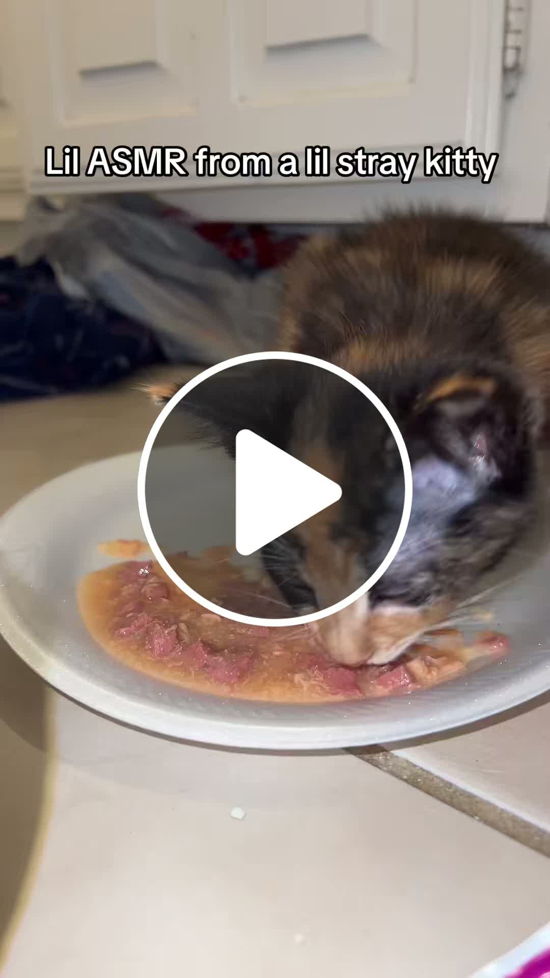 #kitty #asmr - NewsBreak