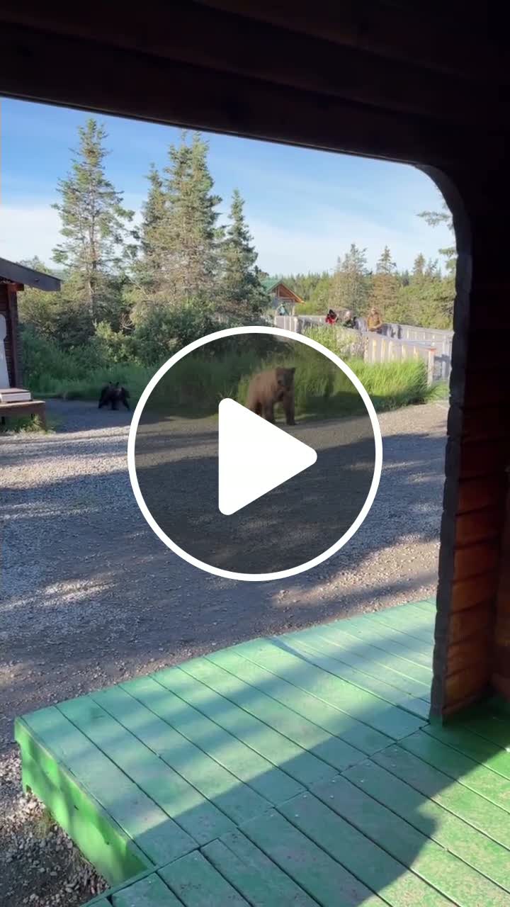 Bear 94 with her 4 cubs I filmed this amazing bear family from the ...