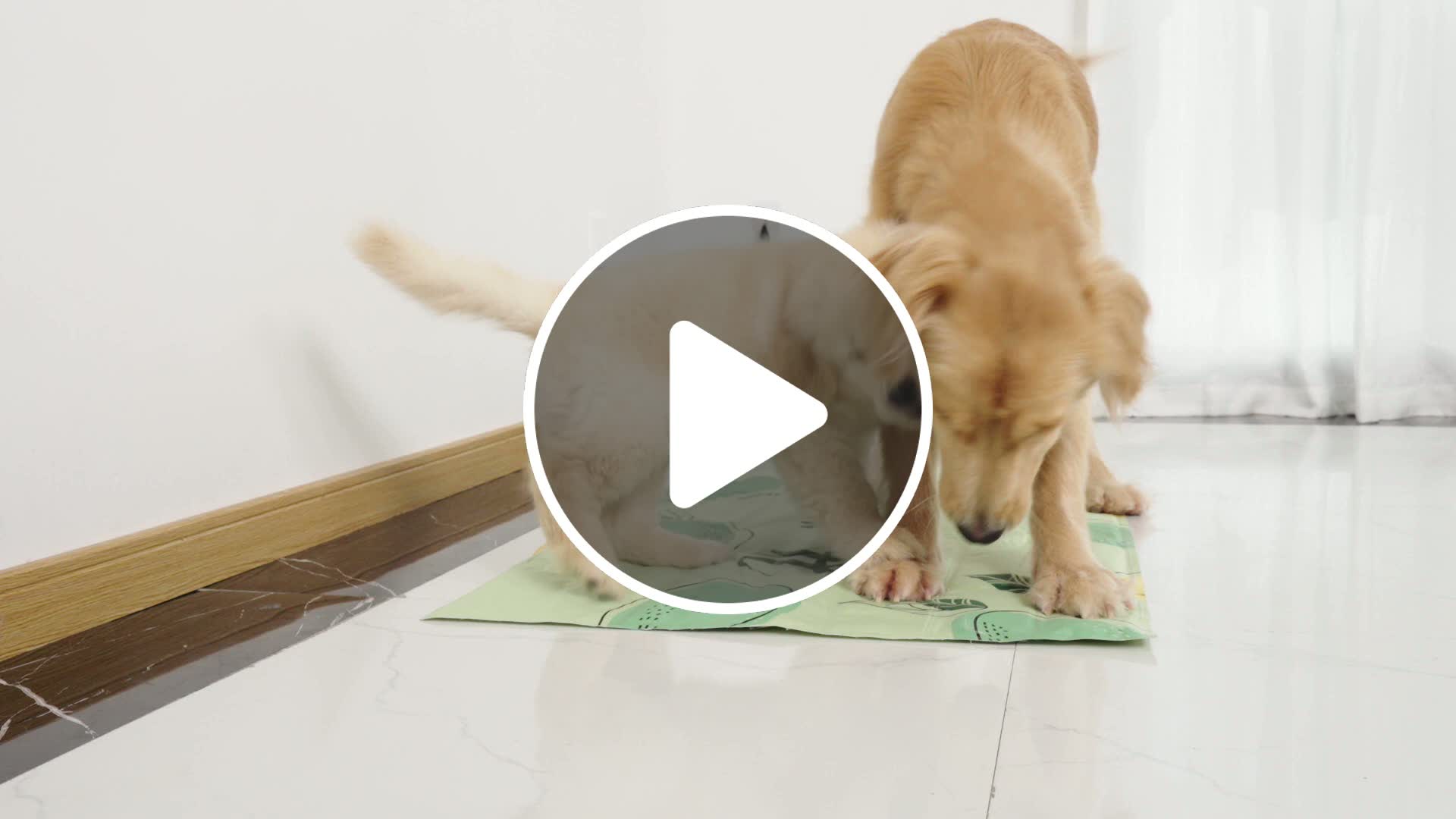 Puppy takes over Golden Retriever's new bed - NewsBreak