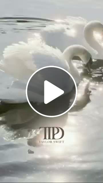 TTPD is out everywhere! What an album- - NewsBreak