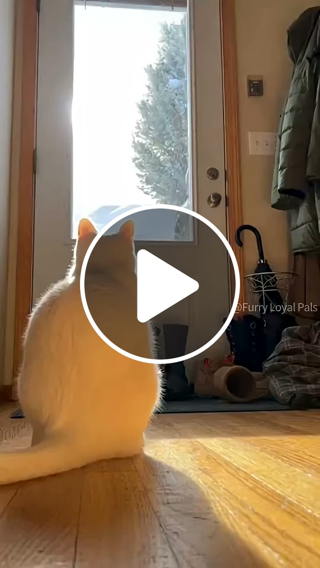 Back view of Cat greeting Dad! #cat - NewsBreak