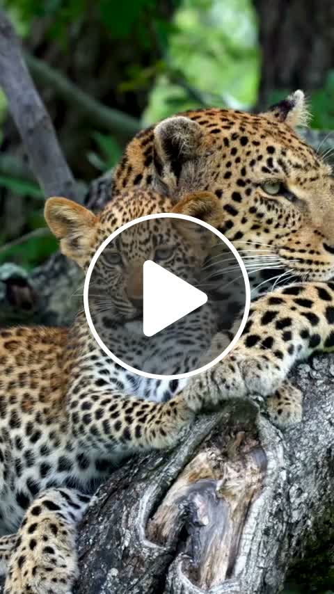 what a beautiful mother leopard and cub bonding? - NewsBreak