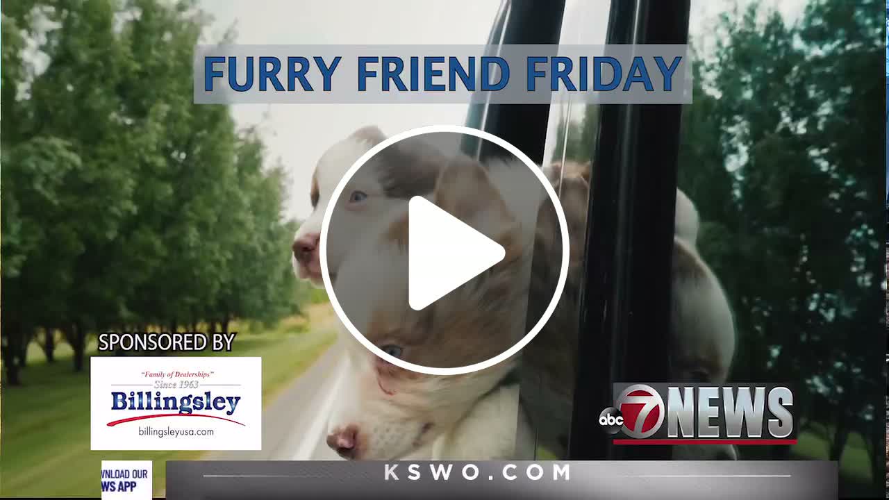 Furry Friend Fridays: 8-year-old miniature poodle, Rebel - NewsBreak