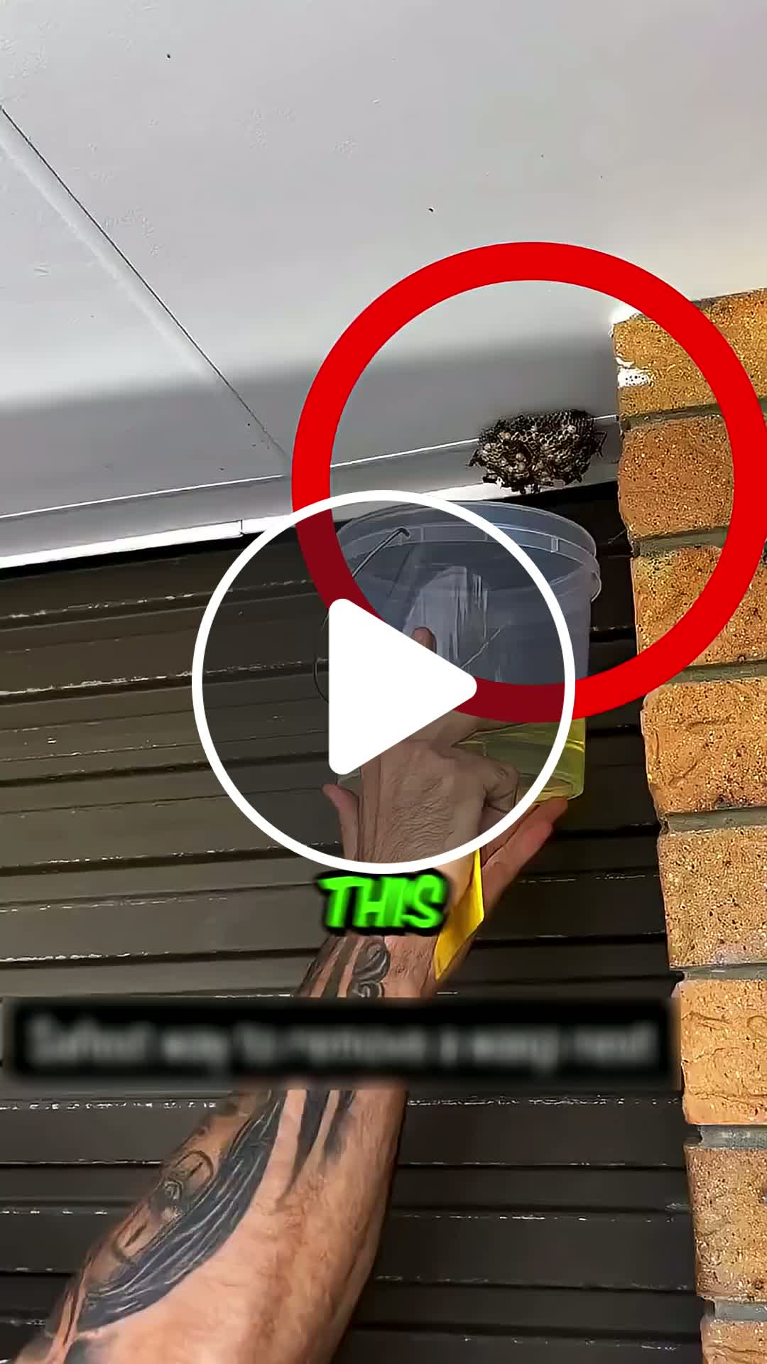 He ELIMINATED the wasps! #interestingfacts - NewsBreak