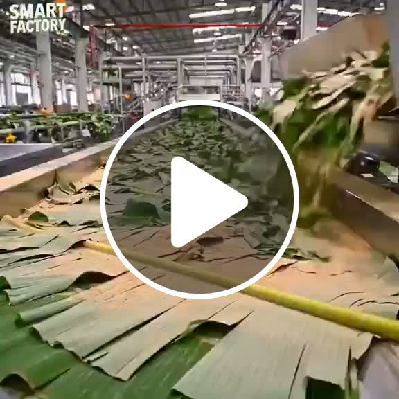 This factory turns banana leaves into green products using pure ...