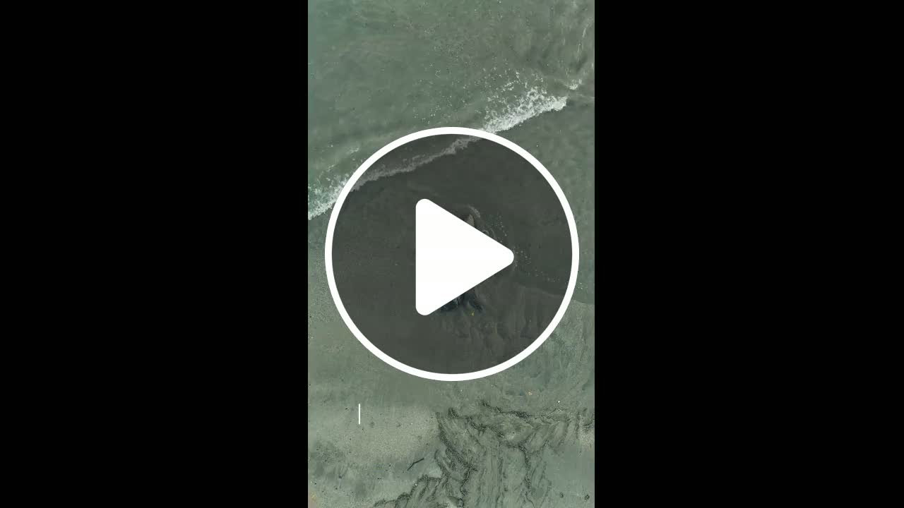 Leatherback Turtles Nesting on Trinidad and Tobago Beaches - NewsBreak
