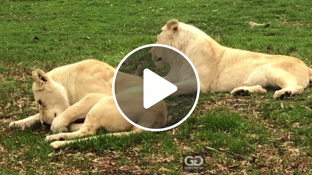 between the lions is as regular as clockwork often sounding like distant thunder in the ...