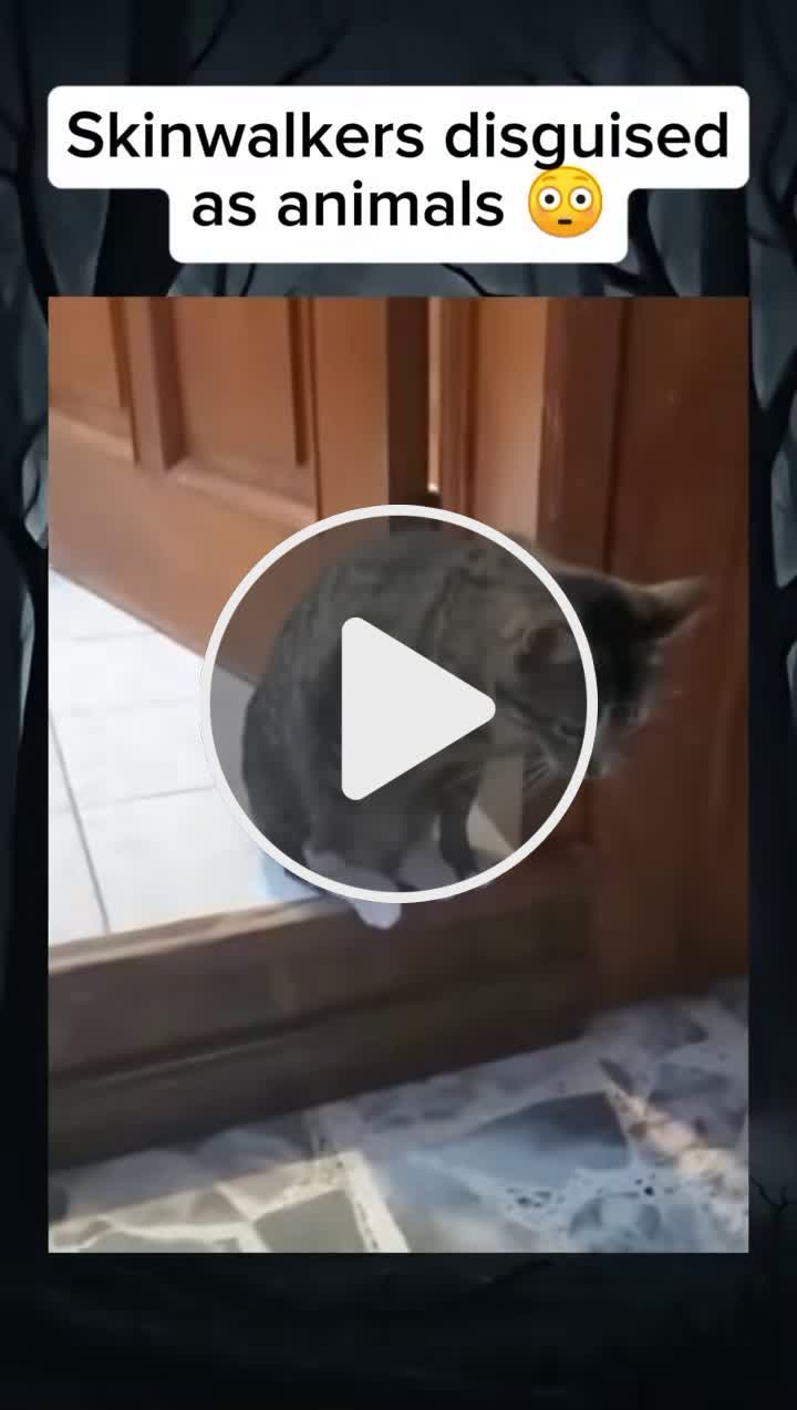 Skin Walkers disguised as animals... ‎ ‎#creepy #scary #fyp #caught # ...