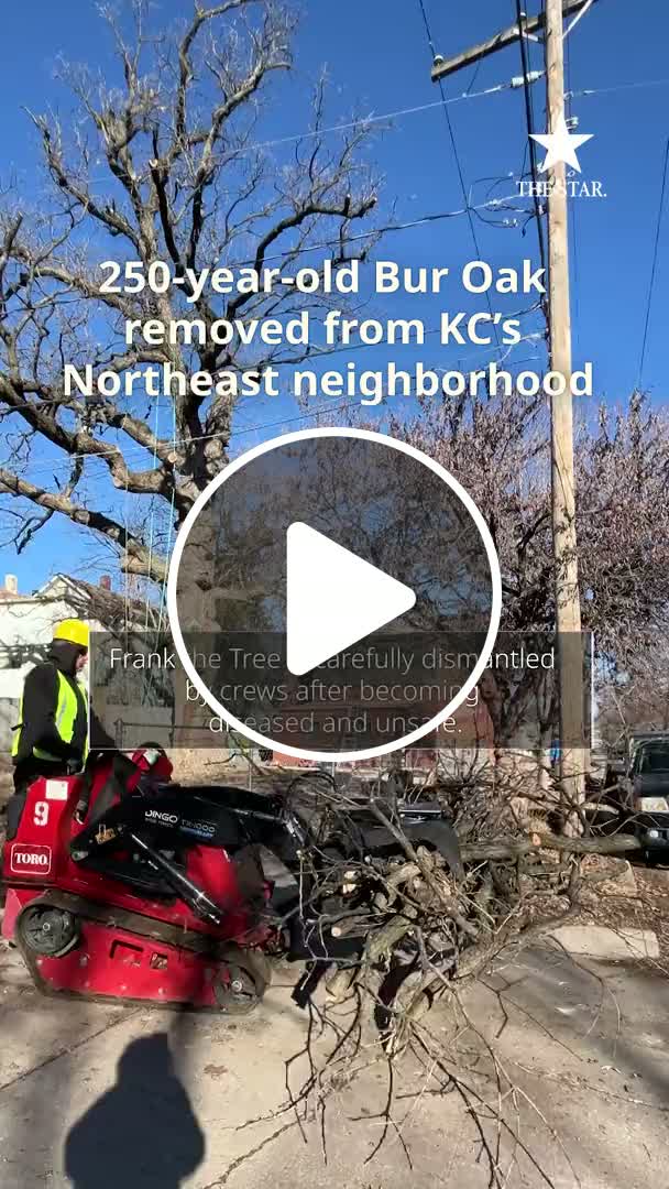 Crews remove Frank the 250-year-old bur oak in Kansas City - NewsBreak
