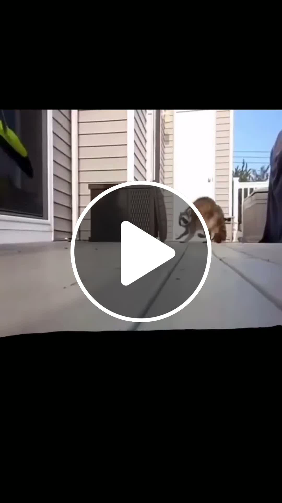 oh hell naa🦝 - NewsBreak