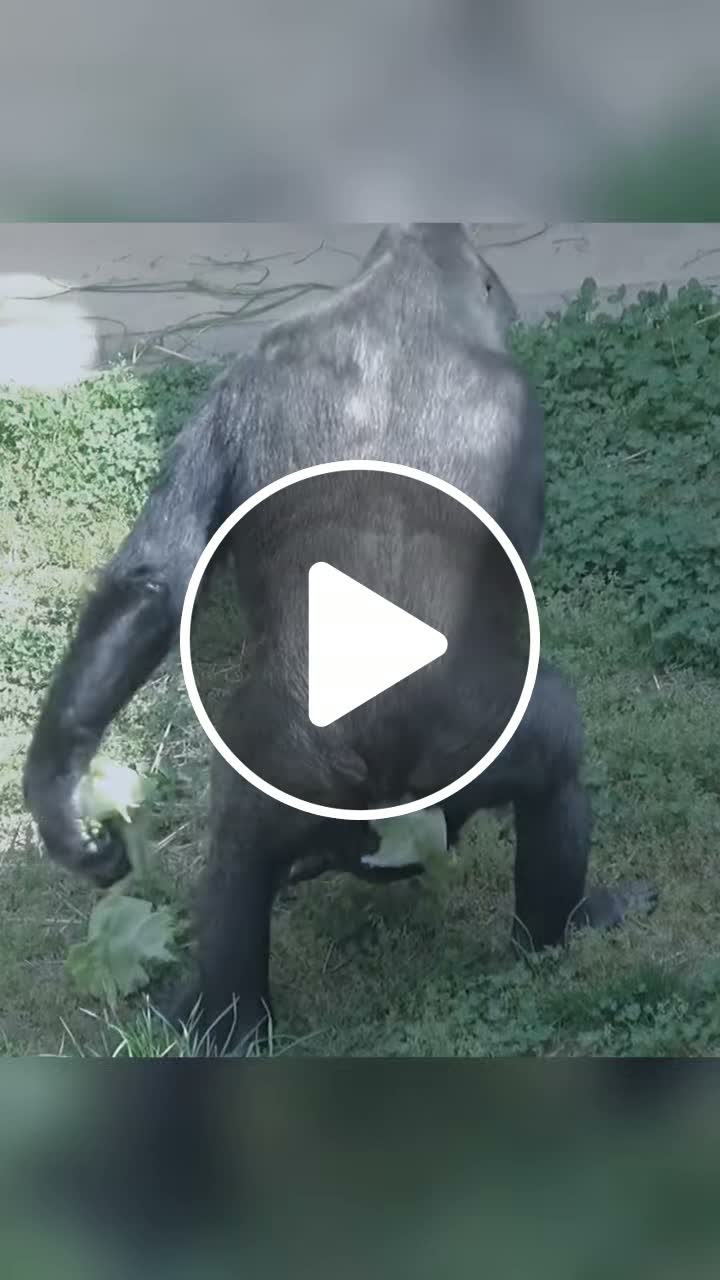 Silverback enjoys being chased by an angry female gorilla foryoupage# ...