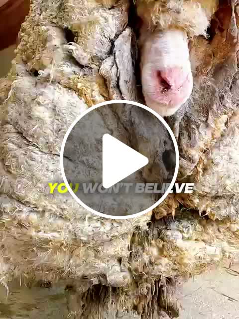 This sheep is afraid of being sheared 😅 - NewsBreak