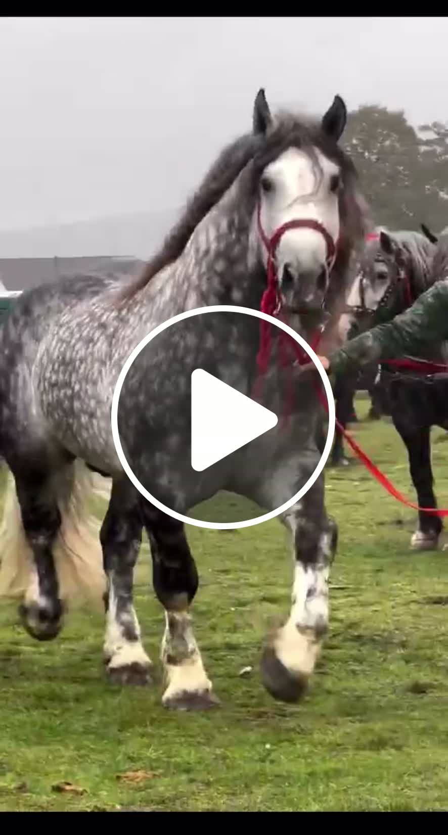 The Percheron is a breed of draft horse that originated in the Huisne ...
