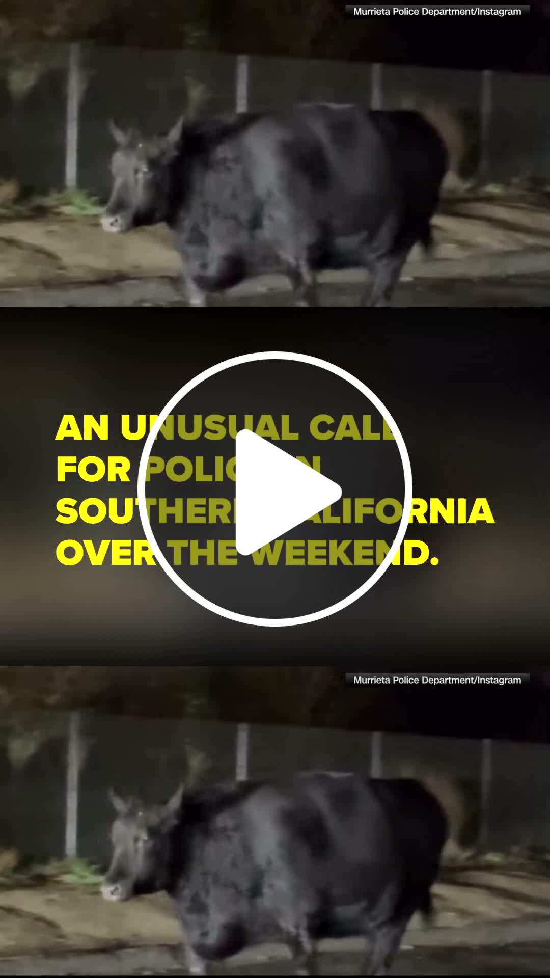 COW CAUGHT CASUALLY STROLLING THROUGH STREETS - NewsBreak