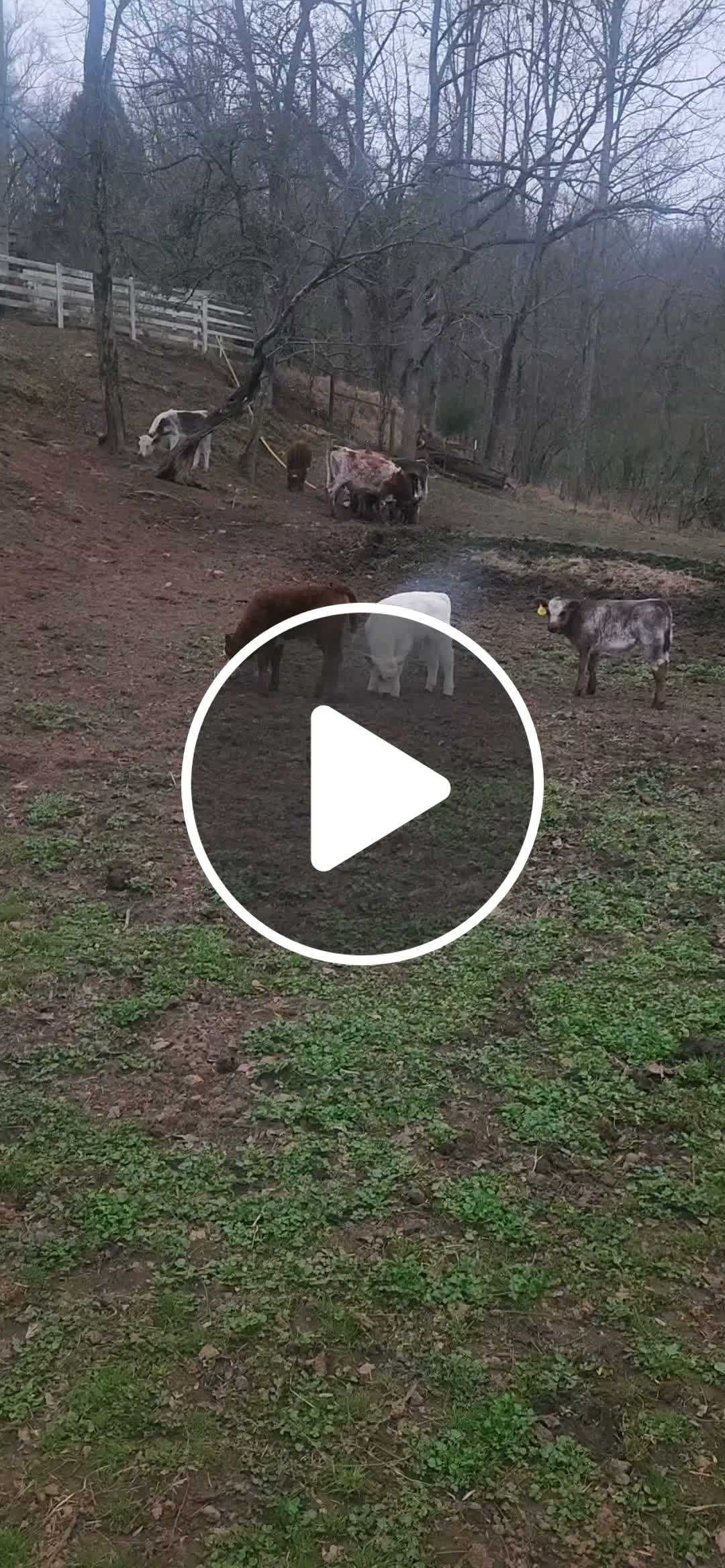 Shorthorn Plus steer calves under 5 weeks old 🐂 Follow for real farm ...