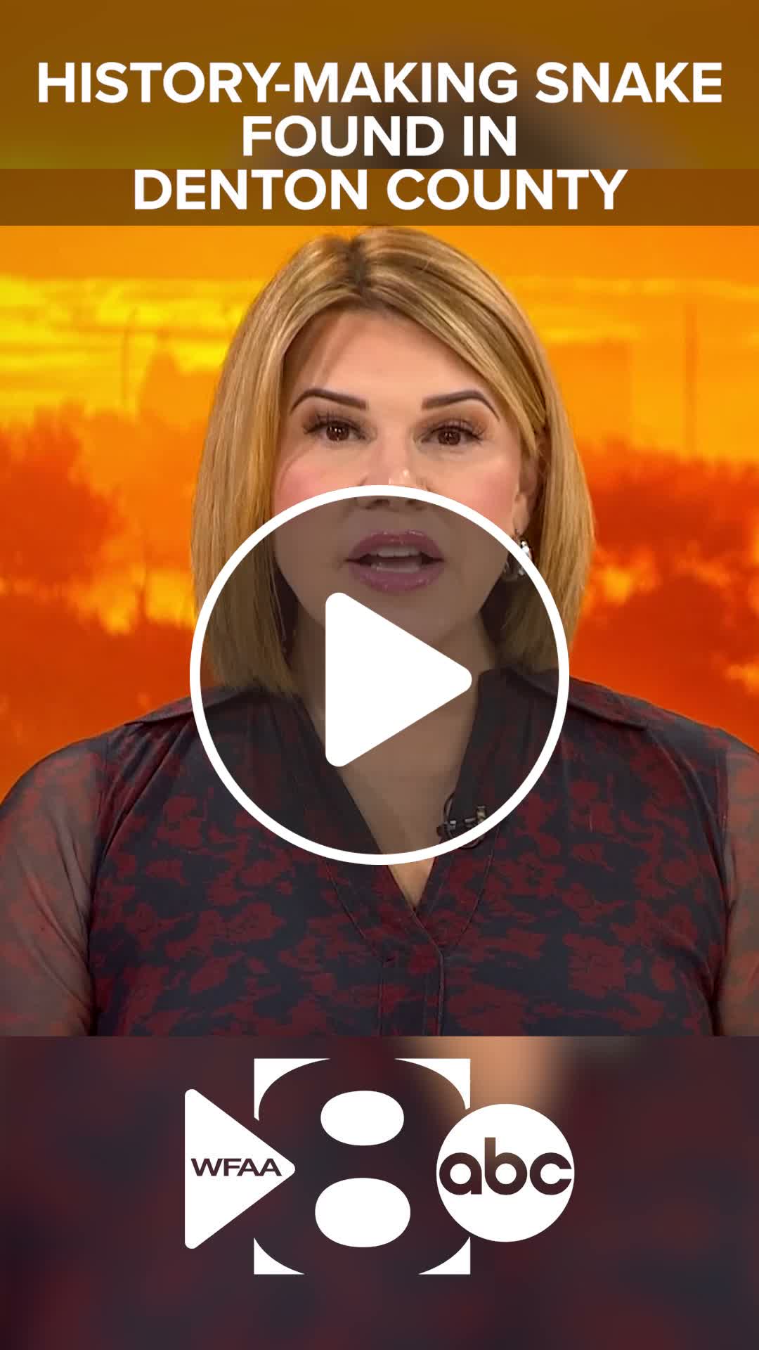 History-making snake found in Denton County - NewsBreak