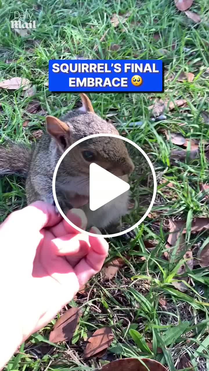 Squirrel passes away after holding his human s hand - NewsBreak