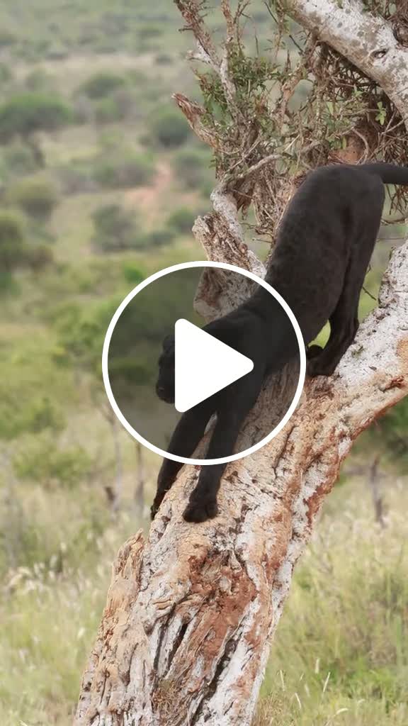 Another epic sighting with this stunning rare black leopard - NewsBreak