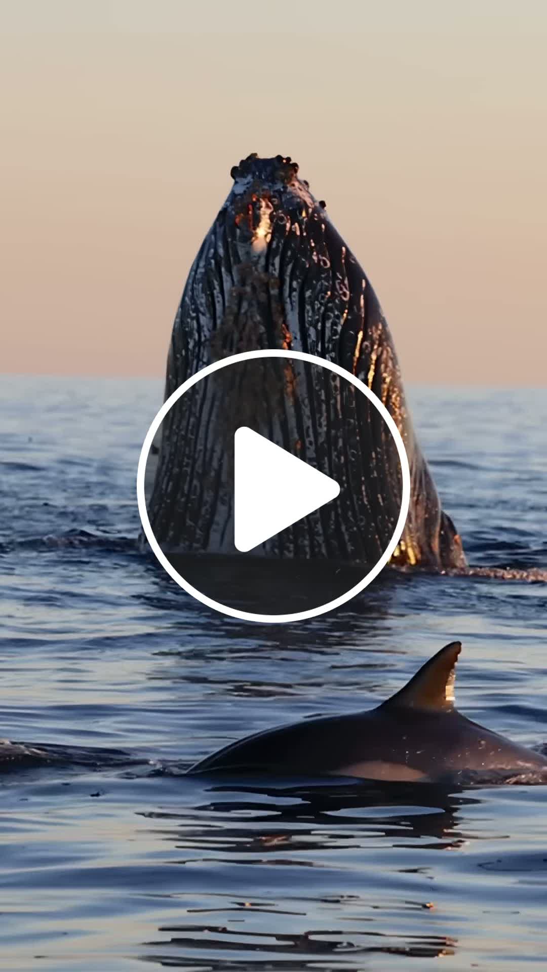 Whales dolphins and birds living the circle of life lionking nature ...