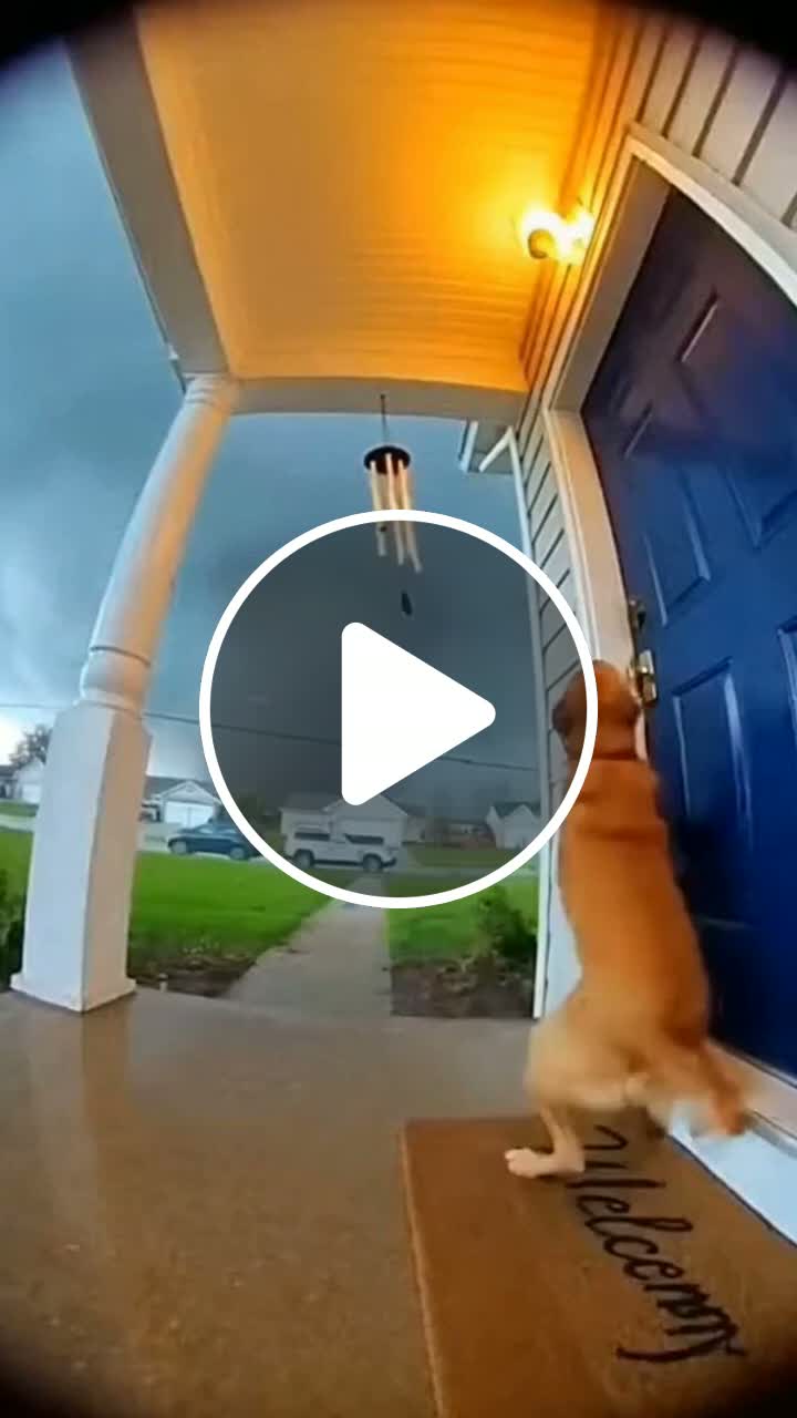 She Had Seconds… And Ran Back for Her Dog - NewsBreak