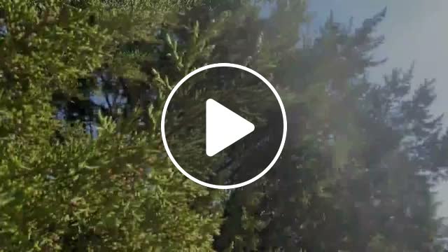 Cedar fever spikes as Texas scientists search for solutions - NewsBreak