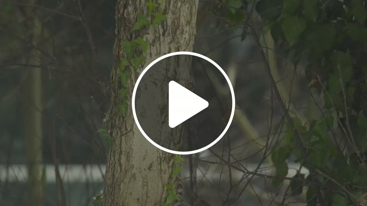 Rare Amur leopard cub born at zoo in Vienna, Austria - NewsBreak
