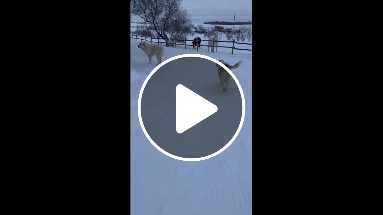 Highland Cow Gets Head Stuck in Feed Bag - NewsBreak