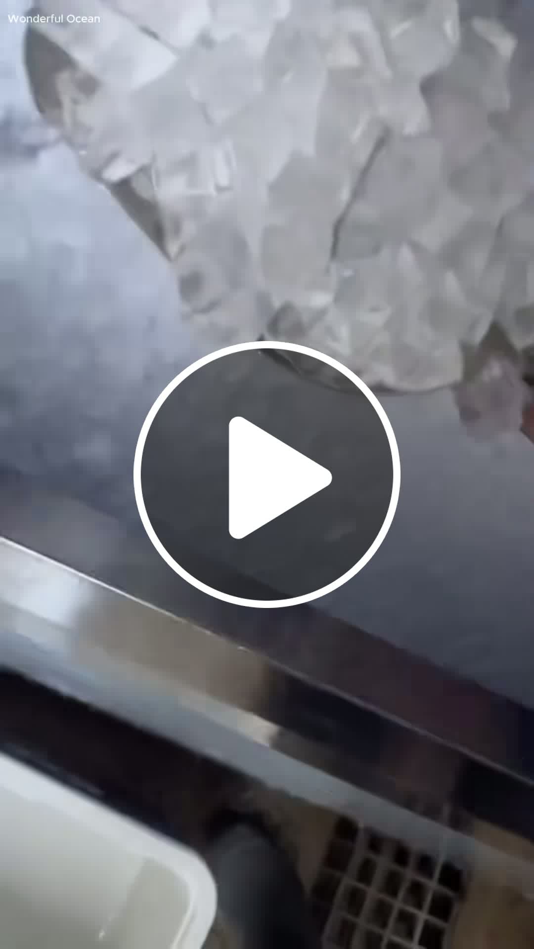 Orcas Eating Ice Explained wonderfulocean orca - NewsBreak