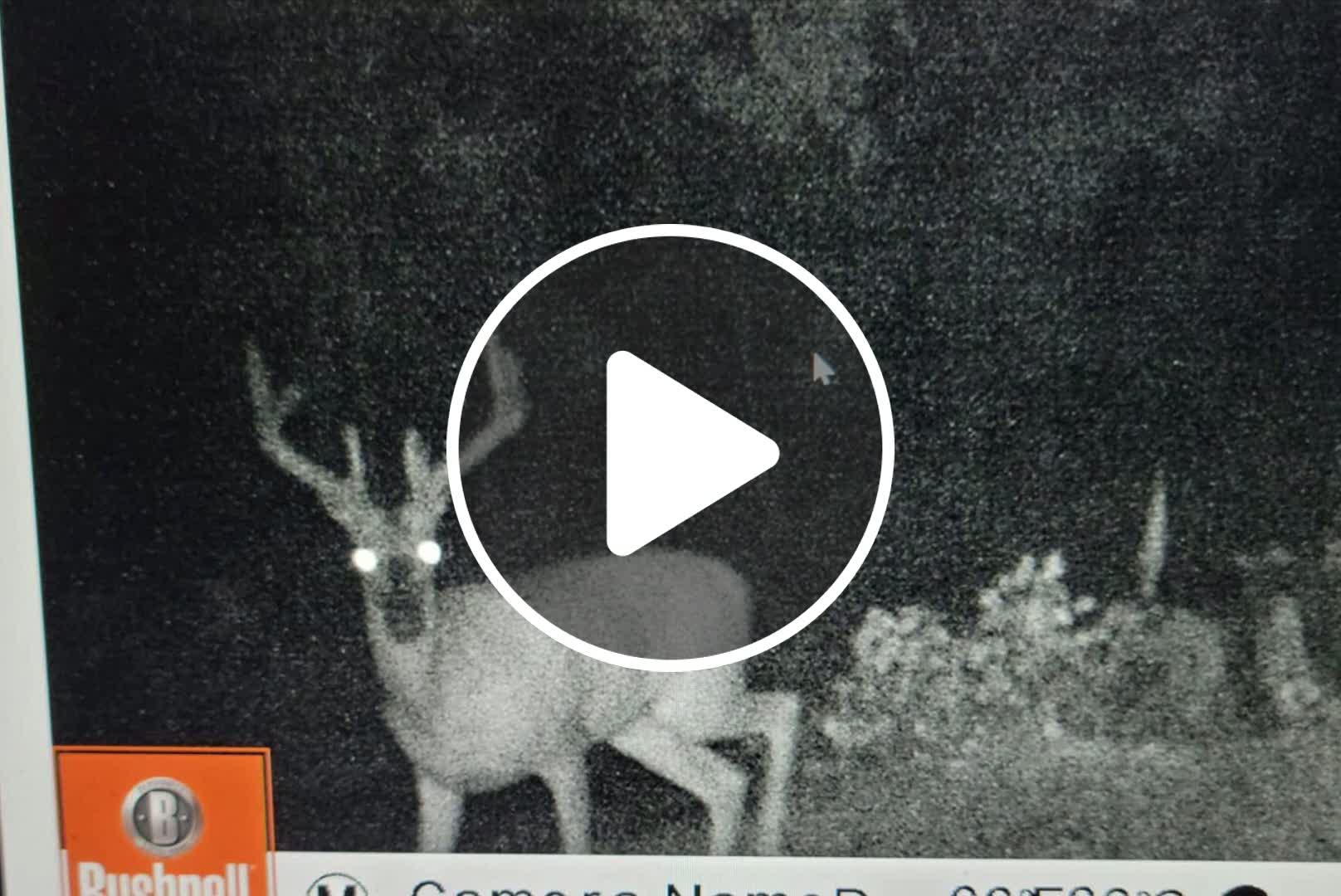 Time to hunt - NewsBreak