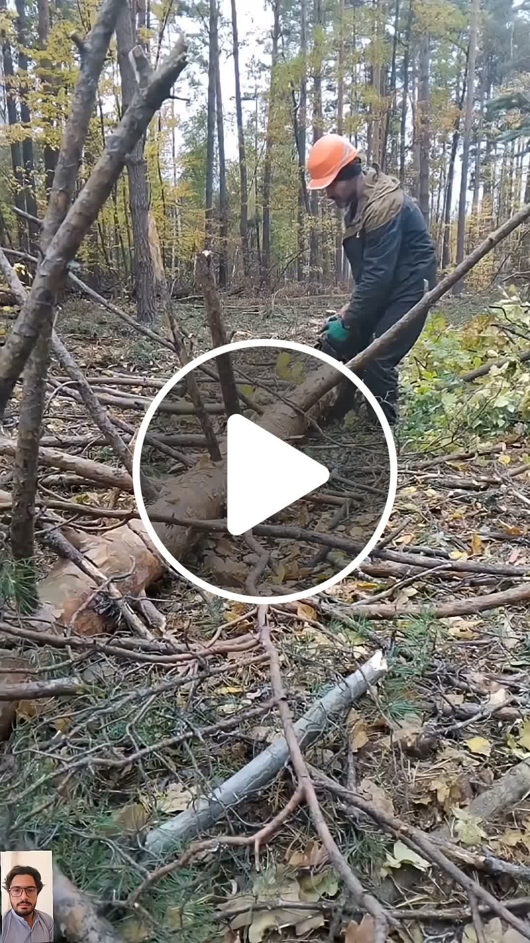 cutting tree#wood#treecutting#treecutting#tree #treepath - NewsBreak