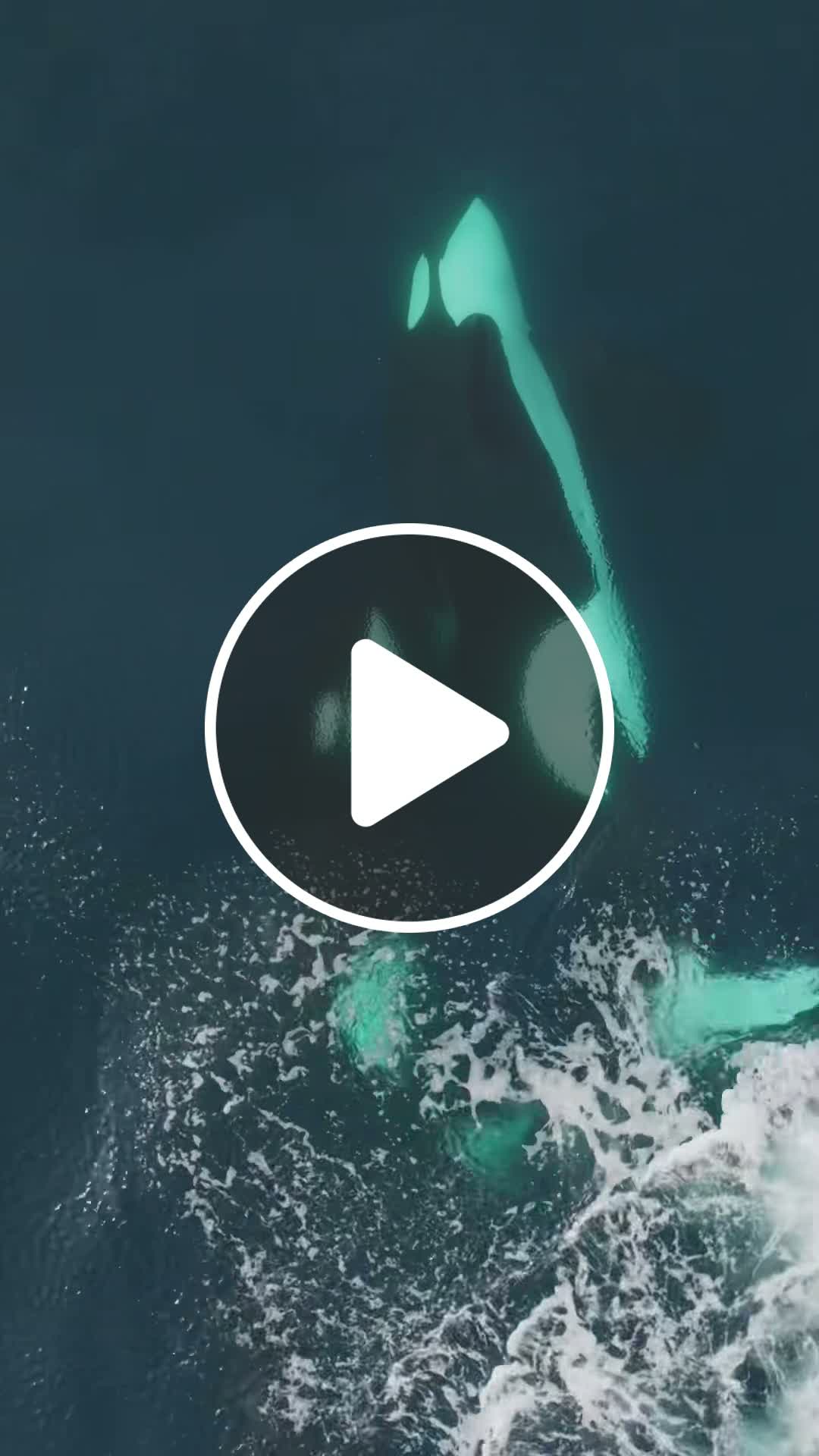 Epic drone view of a wild orca breaching! #HolidayOREOke #orca #whale ...
