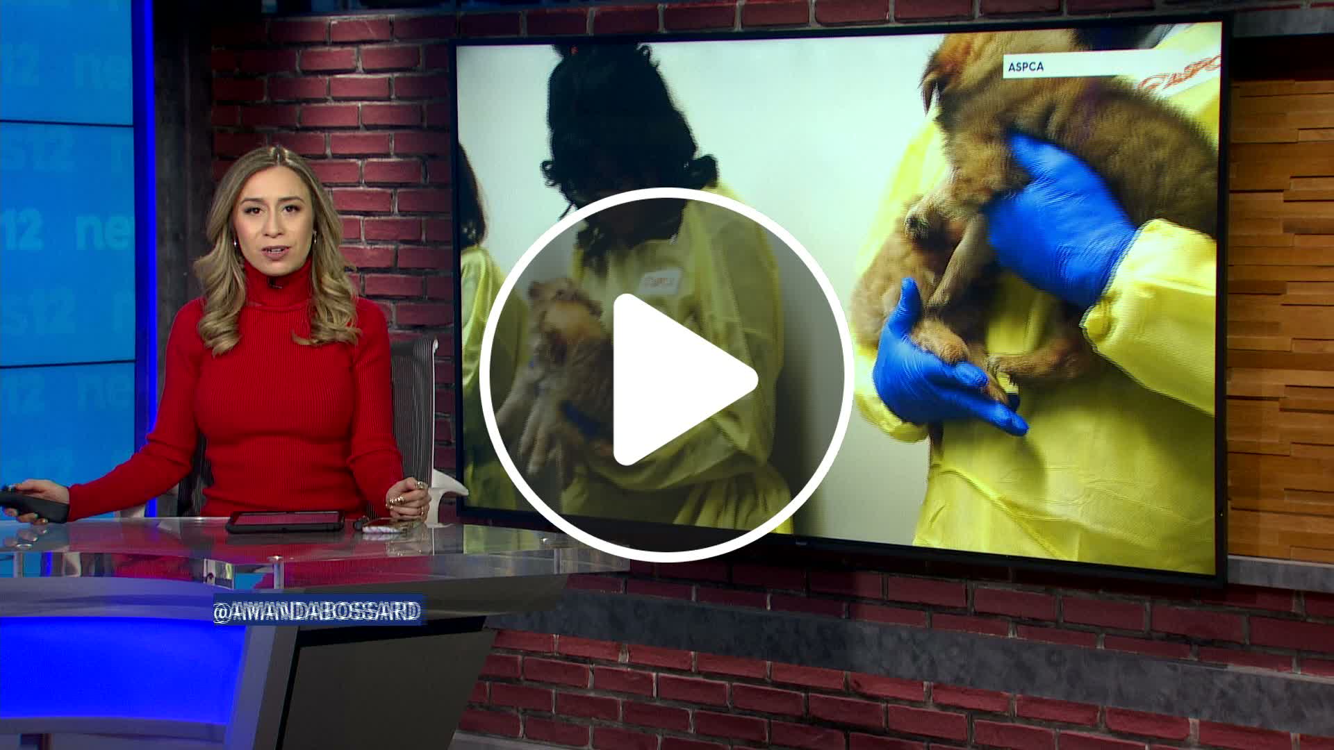 Greenpoint man faces animal abuses charges after 23 dogs covered in ...